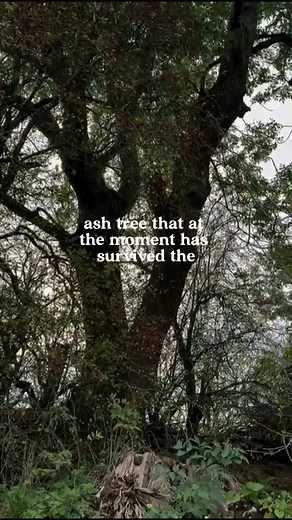 Our Kestrel Owl box in the wild! 黎 Hawk and Owl Trust #owllovers #hawkandowltrust #owltrust #owlrescue | The Friendly Farmers | Facebook