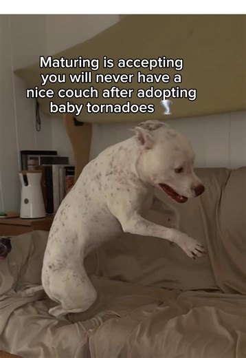 Pittie's Endless Energy After a Long Walk