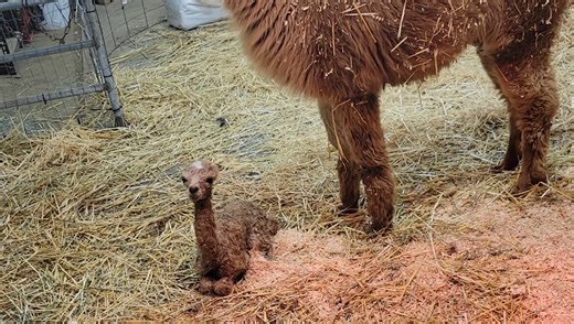 17K views · 421 reactions | Yesterday afternoon Dulce, one of our resident animals at The Ranch, welcomed a 12 lb. cria (baby alpaca). They are both doing well and we are thrilled to welcome the newest addition to The Ranch family. | Karen Pryor Clicker Training | Facebook
