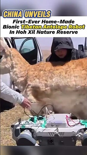 China Unveils First-Ever Home-Made Bionic Tibetan #Antelope Robot In Hoh Xil Nature Reserve #xizang