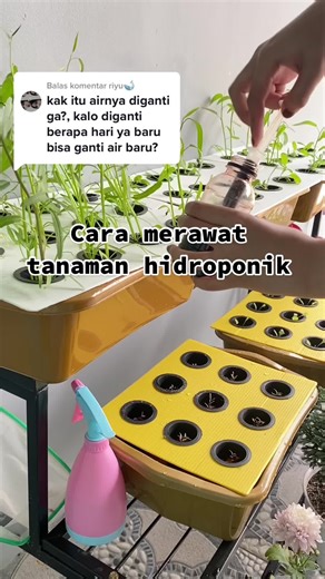 Tips Merawat Tanaman Hidroponik: Panduan Lengkap dan Sederhana