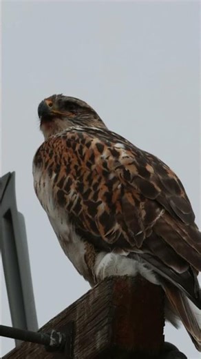Ferruginous Hawk
