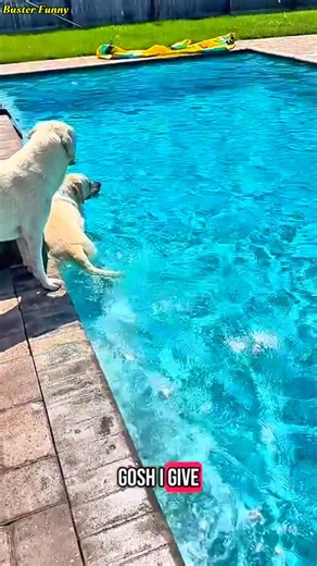 7K views · 429 reactions | Why Do Labs Love Socks? The Funny Truth! Labs and socks… an endless love story! 罹 Find out why your Labrador can’t resist this quirky habit. | Buster Funny | Facebook