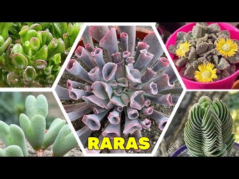 5 SUCULENTAS con formas RARAS con sus CUIDADOS y NOMBRES | Todo lo que NECESITAS saber!
