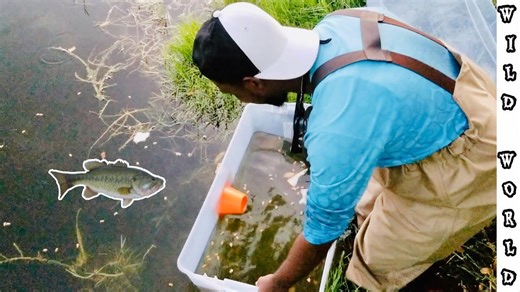 Jumping Fish CAUGHT in a DIY Plastic Bin Trap!