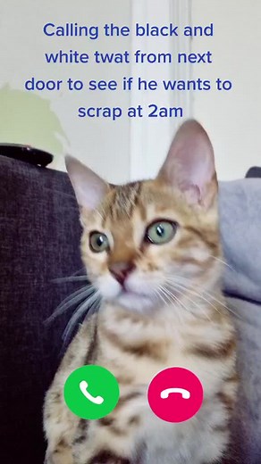 Kitty#She-Ra on TikTok