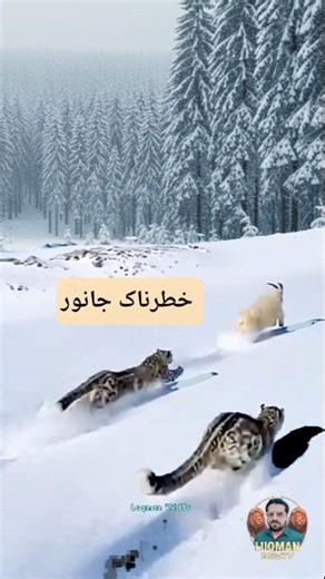 Snow Leopard Chasing Mountain Goat #mountain #naturevideo