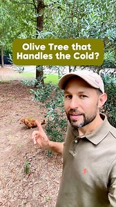 34K views · 391 reactions | 略 Have you ever heard of an olive tree...