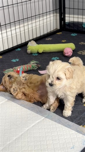 So cute 🐾 Watch our Maltipoo babies enjoy their play session 🐾 #Maltipoo#MaltipooPuppies#PuppyLove#PuppyLife#CutePuppies#DogLovers#DogsOfFacebook#PuppyPlaytime#FluffyPuppy#SmallDogs | Maltipoo Cockapoo