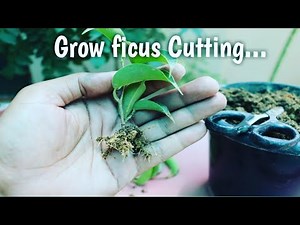 How to grow Ficus Plant from Cutting | How to propagate ficus Tree