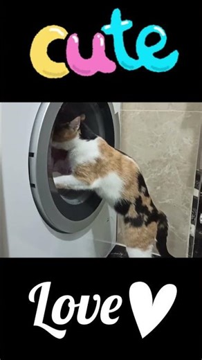 Funny Cat Tries to Catch Laundry in Washing Machine 😂🐱