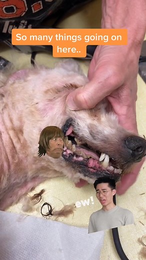 Nasty mouth alert.. spot the flea.. #Vetlife #vetmed #nasty #help #tiktokanimals #dogsoftiktok #hairmouth #jesus #SOS