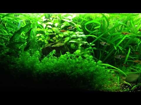 Where to position a pressurized CO2 diffuser