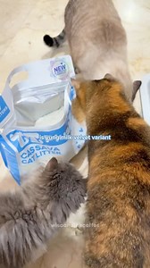 684 reactions · 19 comments | First try pa lang, pasado agad kila Astra. Favorite namin yung Milk Velvet ng PlushPaws  #cassavacatlitter | Wisa and the Cattos | Facebook