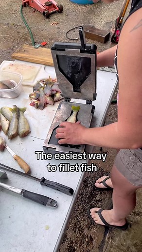 Bearded bee man on TikTok