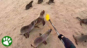 Hero Rescues Entangled Seal Pups