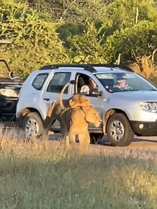 Silver-Eye is being interrupted by the Paparazzi. Edward Themba | People's Weather