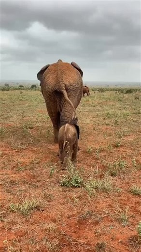 Scott Hyman on Instagram: "Sagala and her daughter, Sia — step in step for a lifetime to come! It’s especially sweet when our ex-orphans give birth to girls. Elephants are a matriarchal species, which means that females form lifelong family units. When little Sia is all grown up and raising babies of her own, she will still be walking side by side with her mother. — Earlier today, we posted about the courtship that led to Sia’s birth. Read the full story: sheldrickwildlifetrust.org/news/updates/
