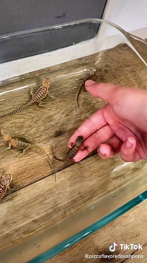 🛁 #InstaxChallenge #hatching #egg #BridgertonScandal #lizard #reptile #HaloSilverTeam #beardeddragon #OscarsAtHome #babys #pets #petsoftiktok #WomenOwnedBusiness