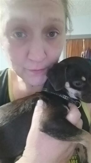 Chihuahua's First Heat Cycle Explained