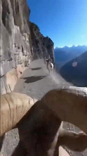 🐏 Bighorn Sheep POV on Cliff Edge! 🏔️💨 | Extreme Wildlife GoPro Chase Through Rocky Terrain 🎥