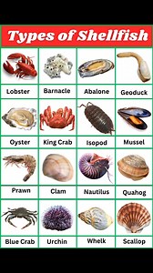 Types of shellfish #learn #English #learnenglish | The Nature Film