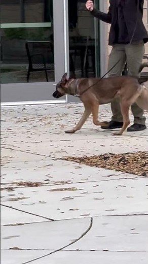 Private contractor EDD Team, check out the head snap to the training aid (spent shotgun shells)