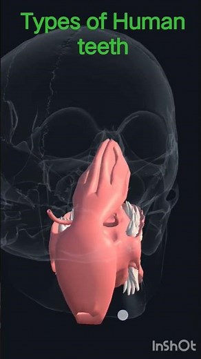 Types of Teeth and their function ## Anatomy and physiology ##