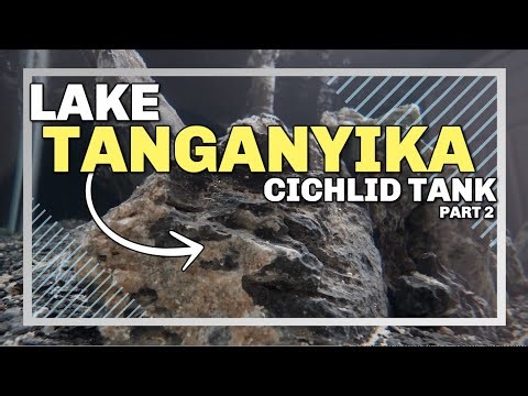Setting Up Water & Filtration for Lake Tanganyika Cichlids