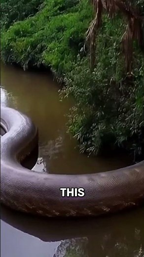 GIANT Titanoboa Snake Spotted In The Amazon Rainforest