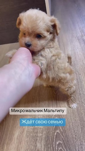 Adorable Light Brown Puppy in Gentle Care