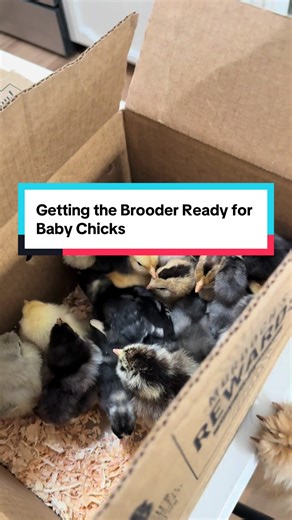 Setting Up the Brooder Box for Baby Chicks