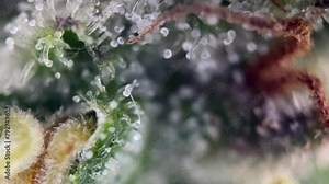 when to harvest milky amber colored heads Cannabis Marijuana Trichomes, Fantastic close up macro zoom microscope Harvest naturally Drug Dope