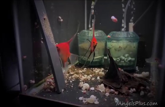 51 reactions | For more info: https://angelsplus.com/collections/angelfish-breeding-pairs/breeding-pair | Angels Plus | Facebook