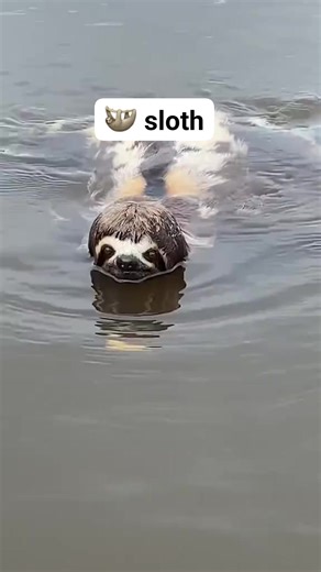 Swimming time😍🤗so cute #sloth #animals #Amazing | Skye S Rabadon