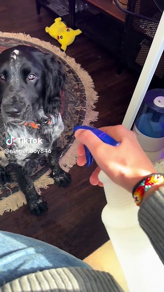 We couldn’t water spray bottle train even if we wanted to 🤣🤣 #wewouldnever #englishspringerspaniel #puppy #springerspaniel #dog #spaniel #broadenglishspringerspaniel #roan #5monthsold #dog #akc