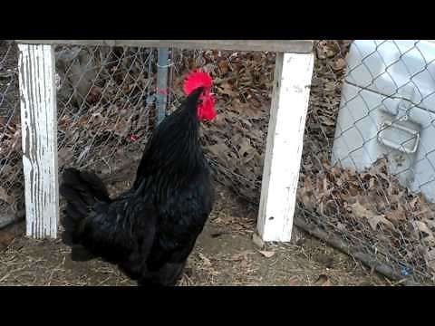 Jersey Giant Rooster Crowing