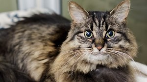 Cat facts — the latest science on our feline companions