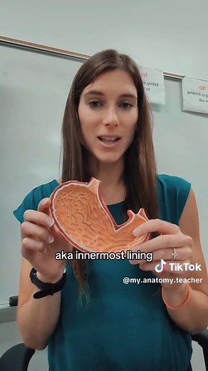 #anatomy #anatomylesson #anatomyandphysiology #funfact #studyhack #stemtok #learnontiktok #learnontiktoktogether #memorytip #memory #teacher #teachersoftiktok