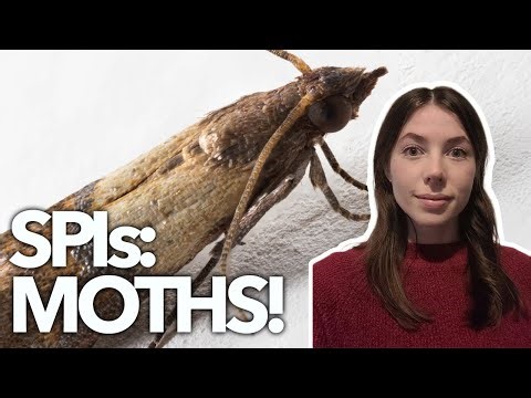 Sponsored slot: SPI’s – ‘Tis the season for a moth-ful of stuffing