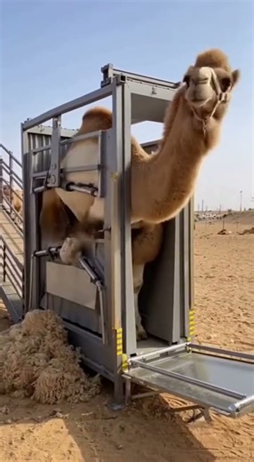 Insane Machine Shears Camel Wool in Seconds | Satisfying ASMR