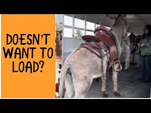 Donkey Trailer Loading: Common Problems & VICTORIOUS Solutions