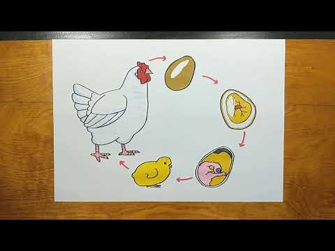 How to draw CHICKEN LIFE CYCLE STAGES step by step