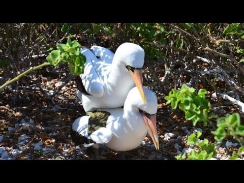 How Female Nazca Boobies Mate With Many Males-but Only One Becomes the Father