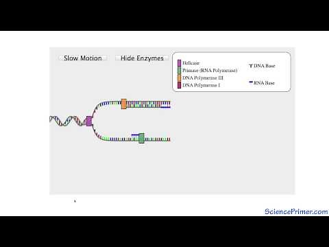 Replication Fork Overview