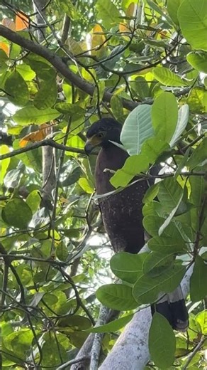 Eagle’s Deadly Focus | Predator Attacks Prey in the Wild