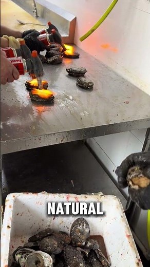 How Abalone Is Removed From Its Shell Using Fire