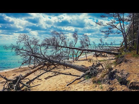 Tree Falling | Sound Effect (Copyright Free)