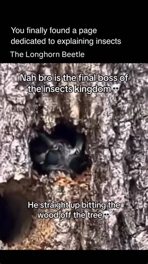 Explaining Insects 🦋 on Instagram: "The longhorn beetle is a striking beetle best known for its extremely long antennae, which are often as long as or longer than its body. Longhorn beetles belong to the family Cerambycidae and are found all over the world. Their antennae are packed with sensory receptors, helping them detect mates, food sources, and suitable wood from a distance. Key traits: • Long, slender body with hard wing covers • Antennae used for navigation and communication • Strong ja