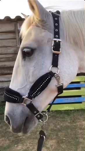 vous aimez ce genre de vidéos ? 🤍💕#pourtoi #equitation #horse #cheval #vlog #routine #viral